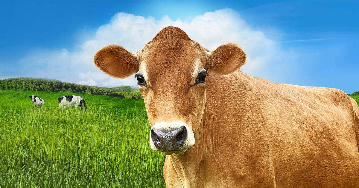 Arla MEA - Global Dairy Company | Arla Foods